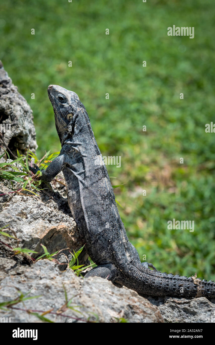 Yucatan wildlife hi-res stock photography and images - Alamy