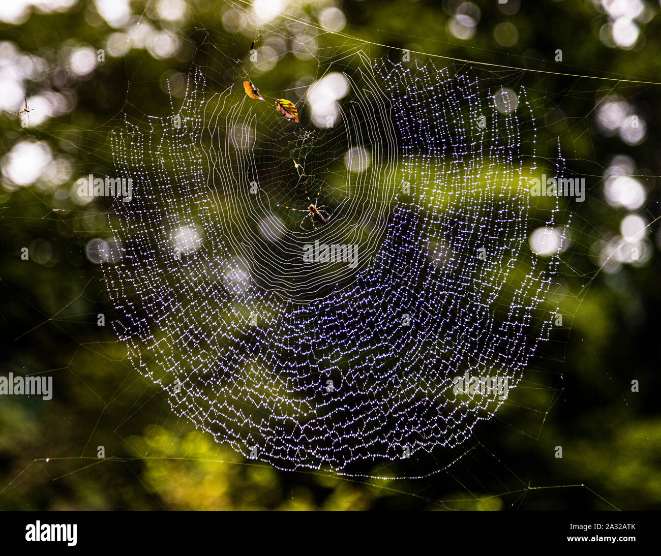 Web Design! Spider in Net Stock Photo - Alamy