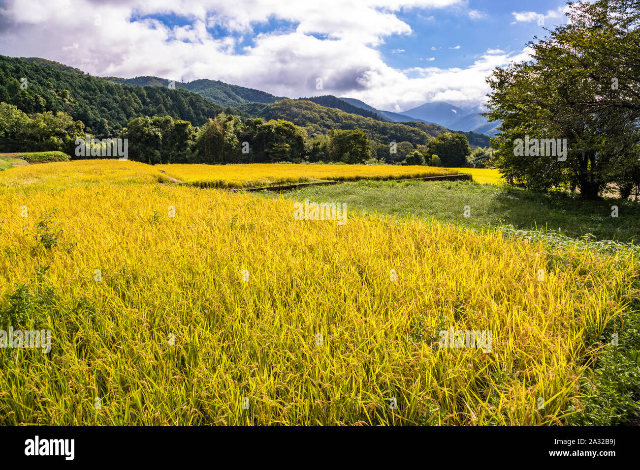 Japanese Rice Paddies Stock Photo - Alamy
