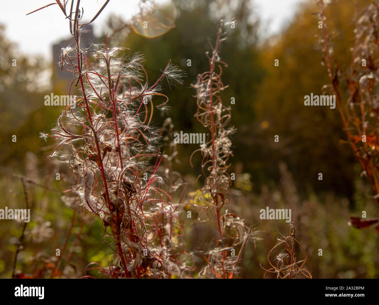 Fireweed ,Epilobium Angustifolium, withering in late summer Stock Photo ...