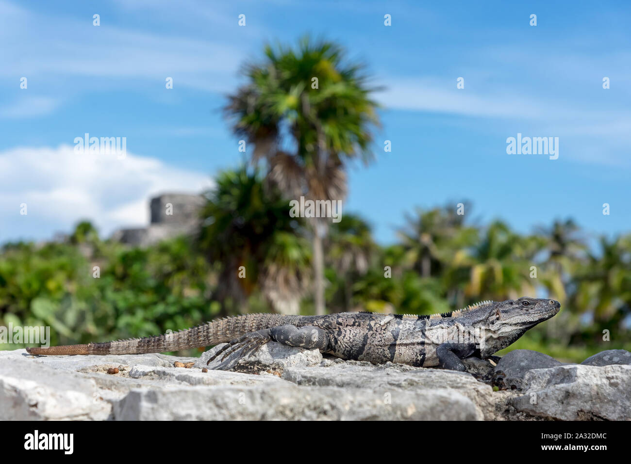 Huge lizard resting on a rock in the jungle, Yucatan, Mexico Stock ...