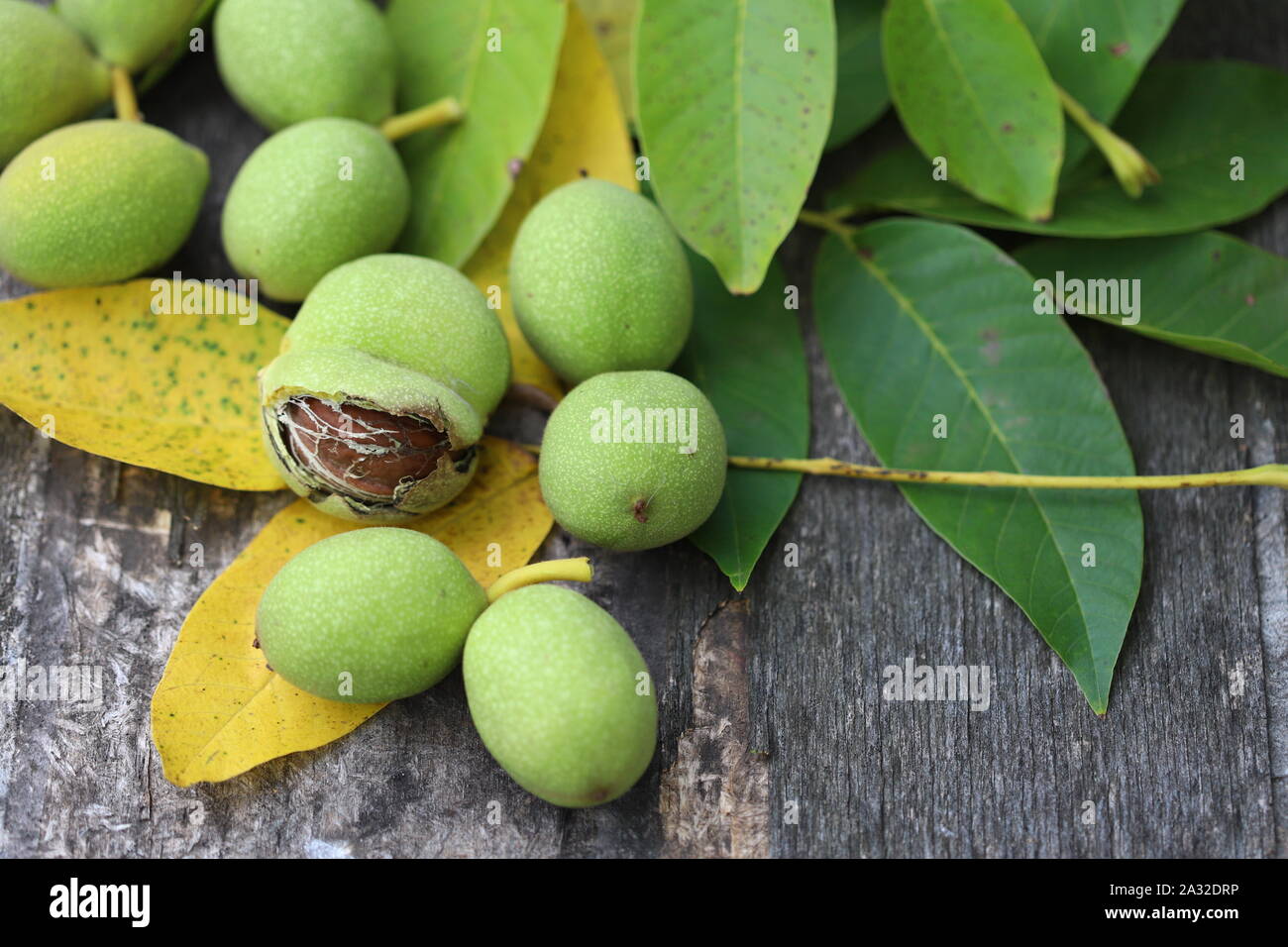 Walnut skin hi-res stock photography and images - Alamy