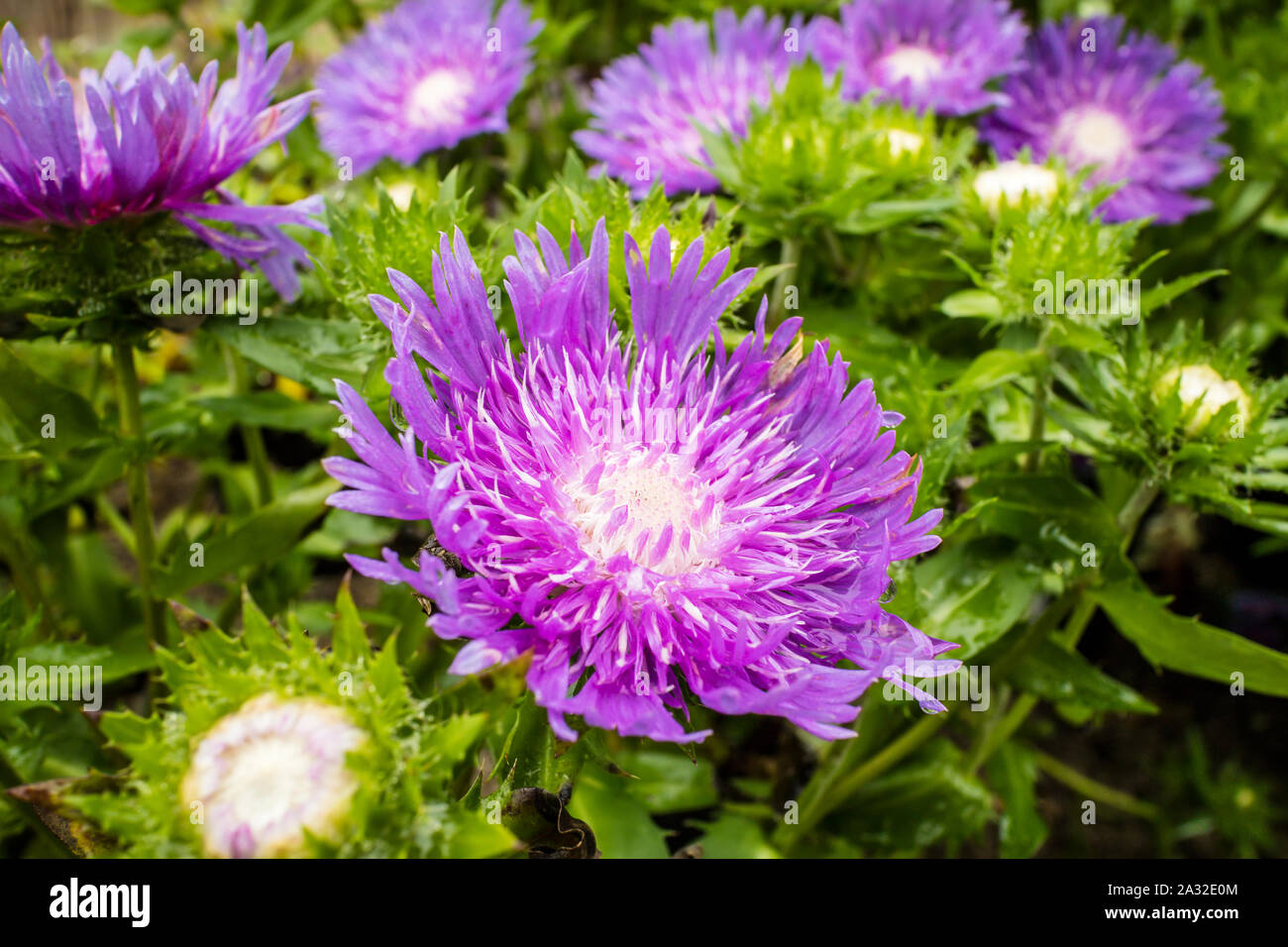 Purple cornflower-like flower of the hardy perennial Stokesia Laevis ...