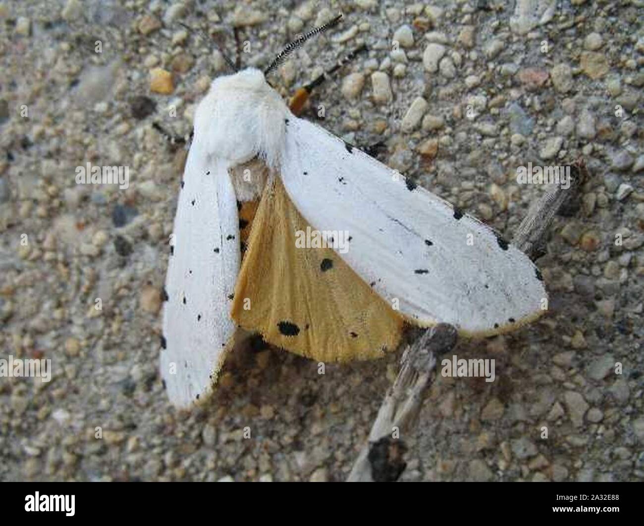 Estigmene hi-res stock photography and images - Alamy