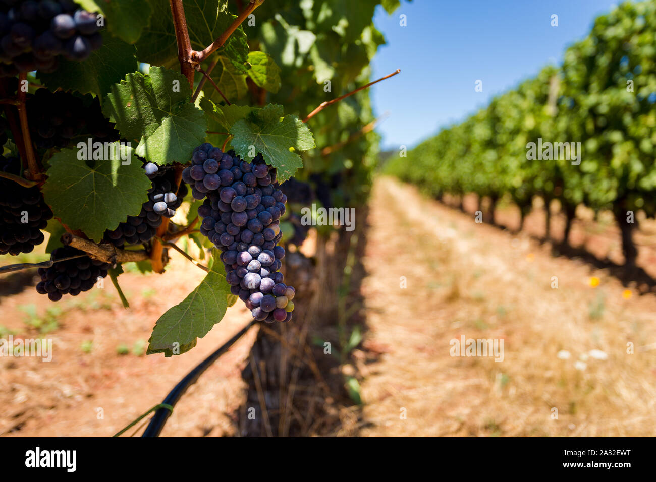 Red wine grapes growing on rows of vines at a Willamette Valley winery ...