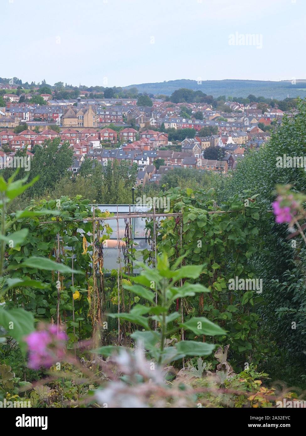 Urban UK allotments with city background on Autumn morning with plants ...