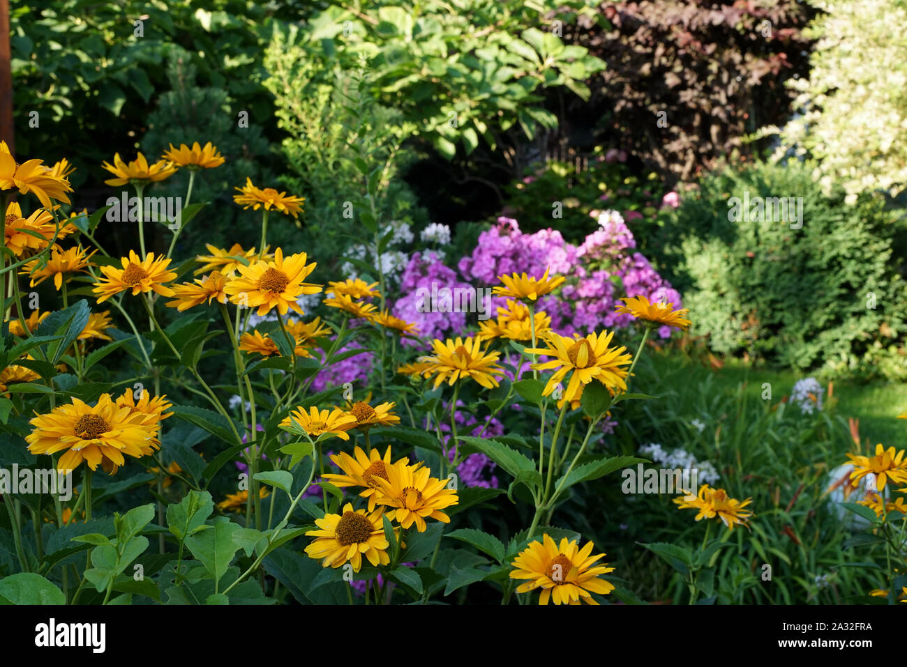 Small sunflowers hi-res stock photography and images - Alamy