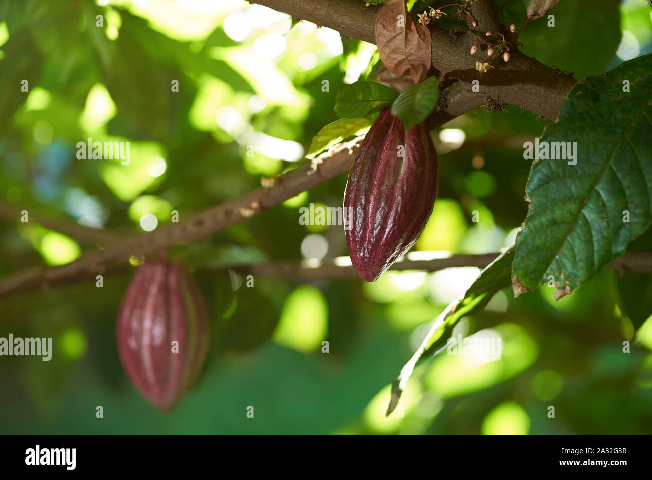 Cacao pod on tree branch in sunny bright day Stock Photo - Alamy