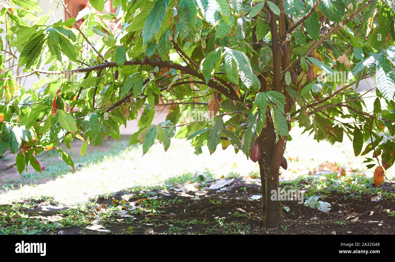 One cacao tree with pods on bright sunny day Stock Photo - Alamy