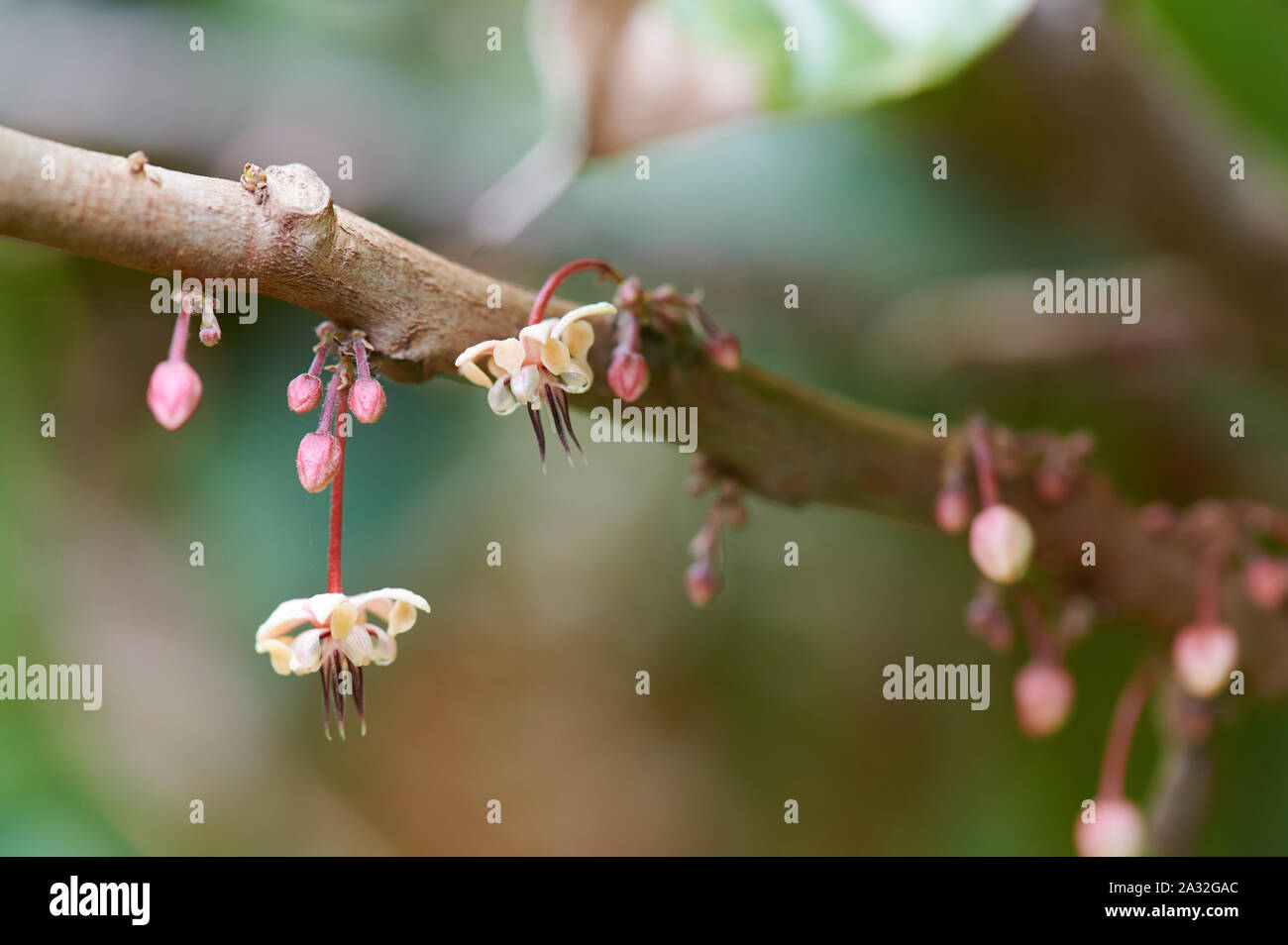 Cocoa tree flower hi-res stock photography and images - Alamy