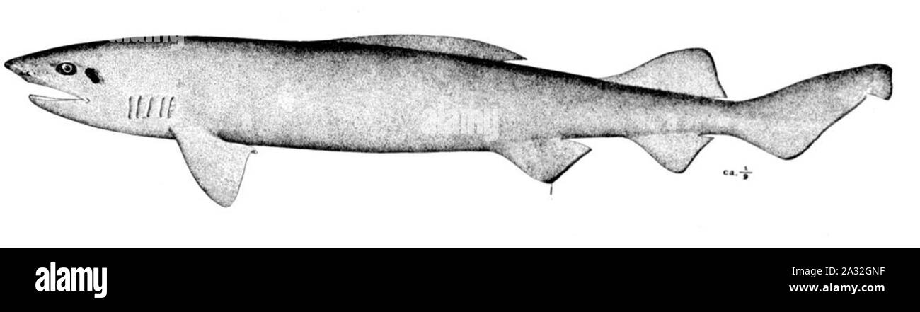 Etmopterus spinax hi-res stock photography and images - Alamy