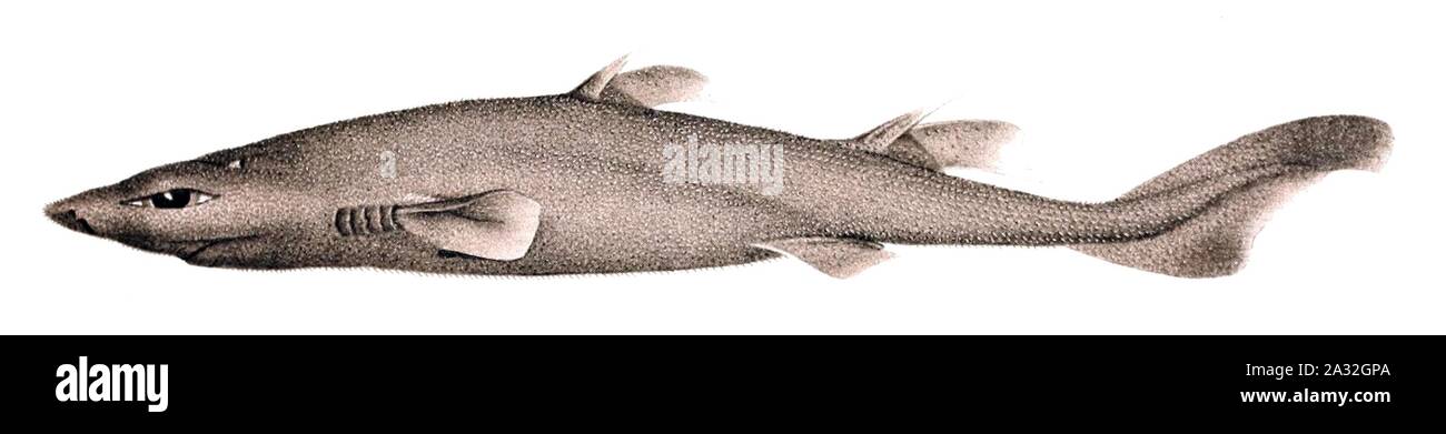 Etmopterus hi-res stock photography and images - Alamy