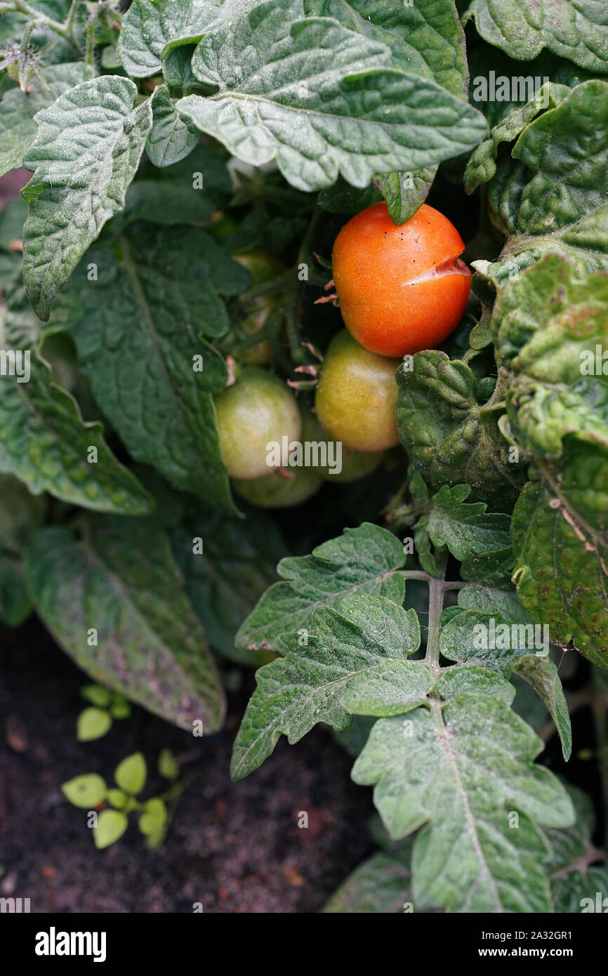 Cracked tomatoes hi-res stock photography and images - Alamy