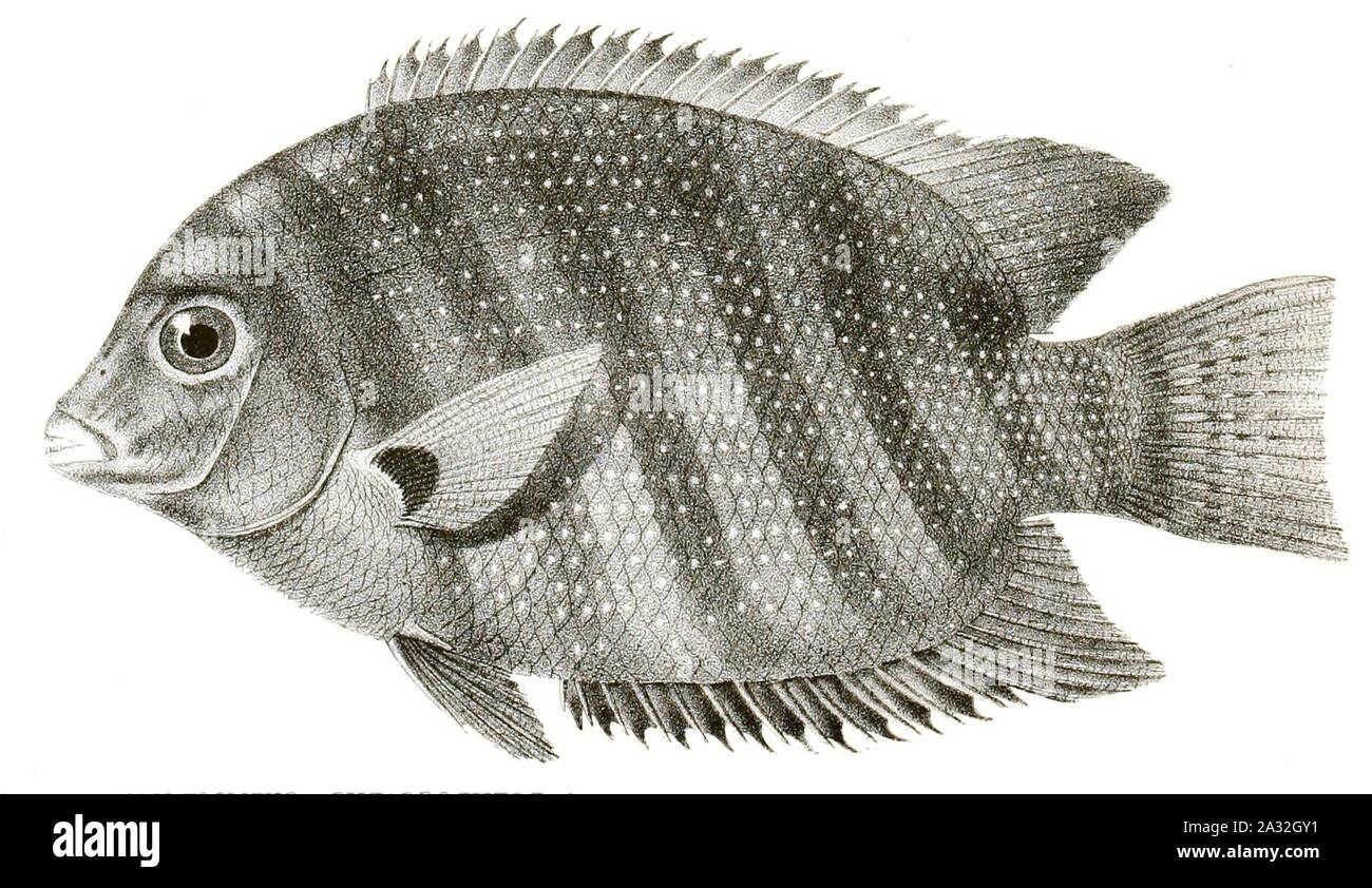 Etroplus Suratensis High Resolution Stock Photography and Images - Alamy