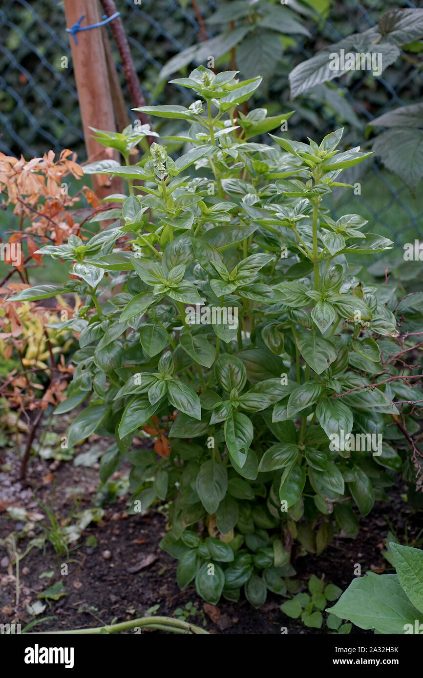 Bush basil herb hi-res stock photography and images - Alamy