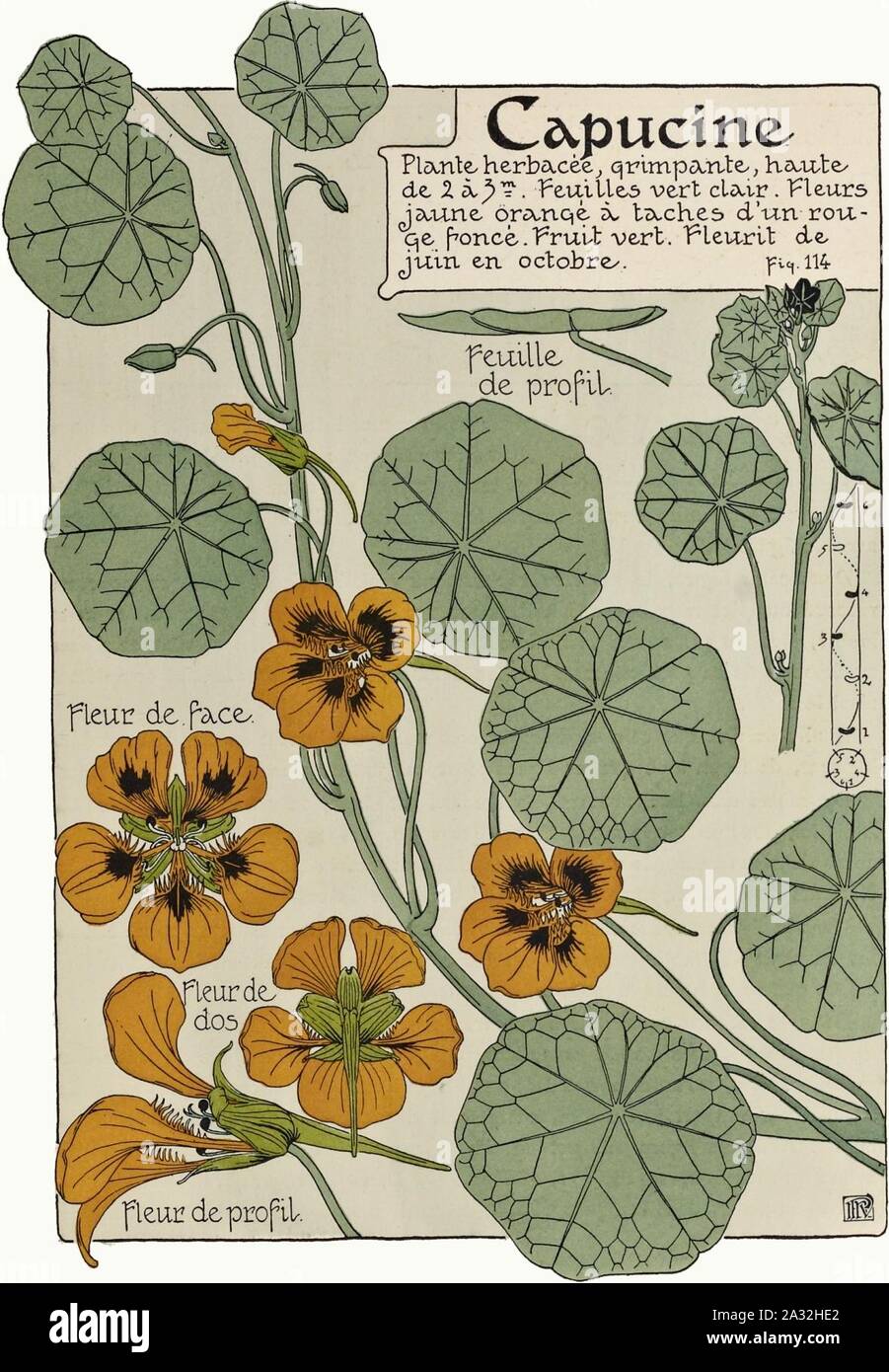 Capucine hi-res stock photography and images - Alamy