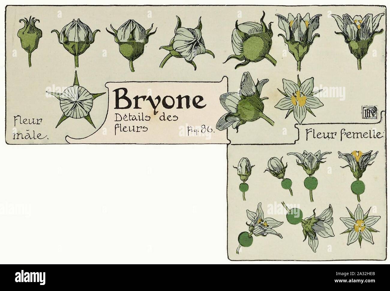 Etude de la plante - p.73 fig.86 - Bryone dioïque, fleurs Stock Photo ...