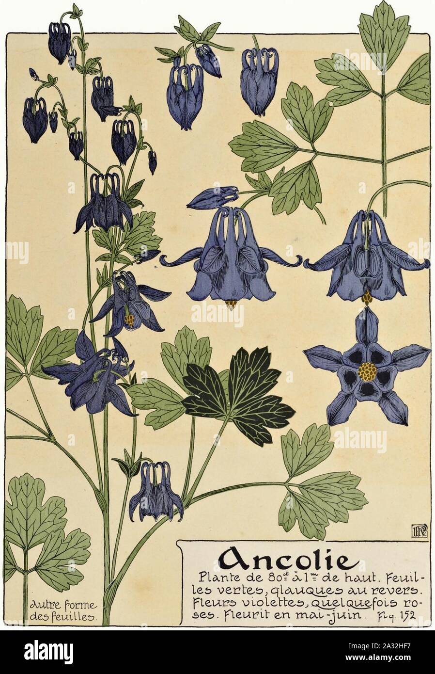 Etude de la plante - p.113 fig.152 - Ancolie Stock Photo - Alamy