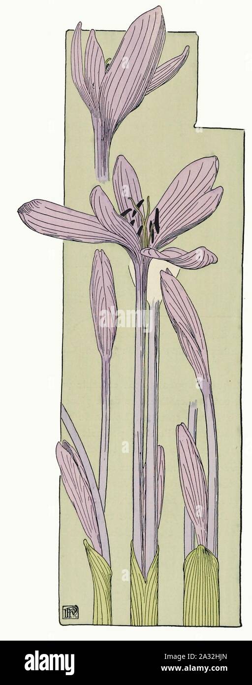 Etude de la plante - p.302 fig.353 - Colchique d'automne Stock Photo ...