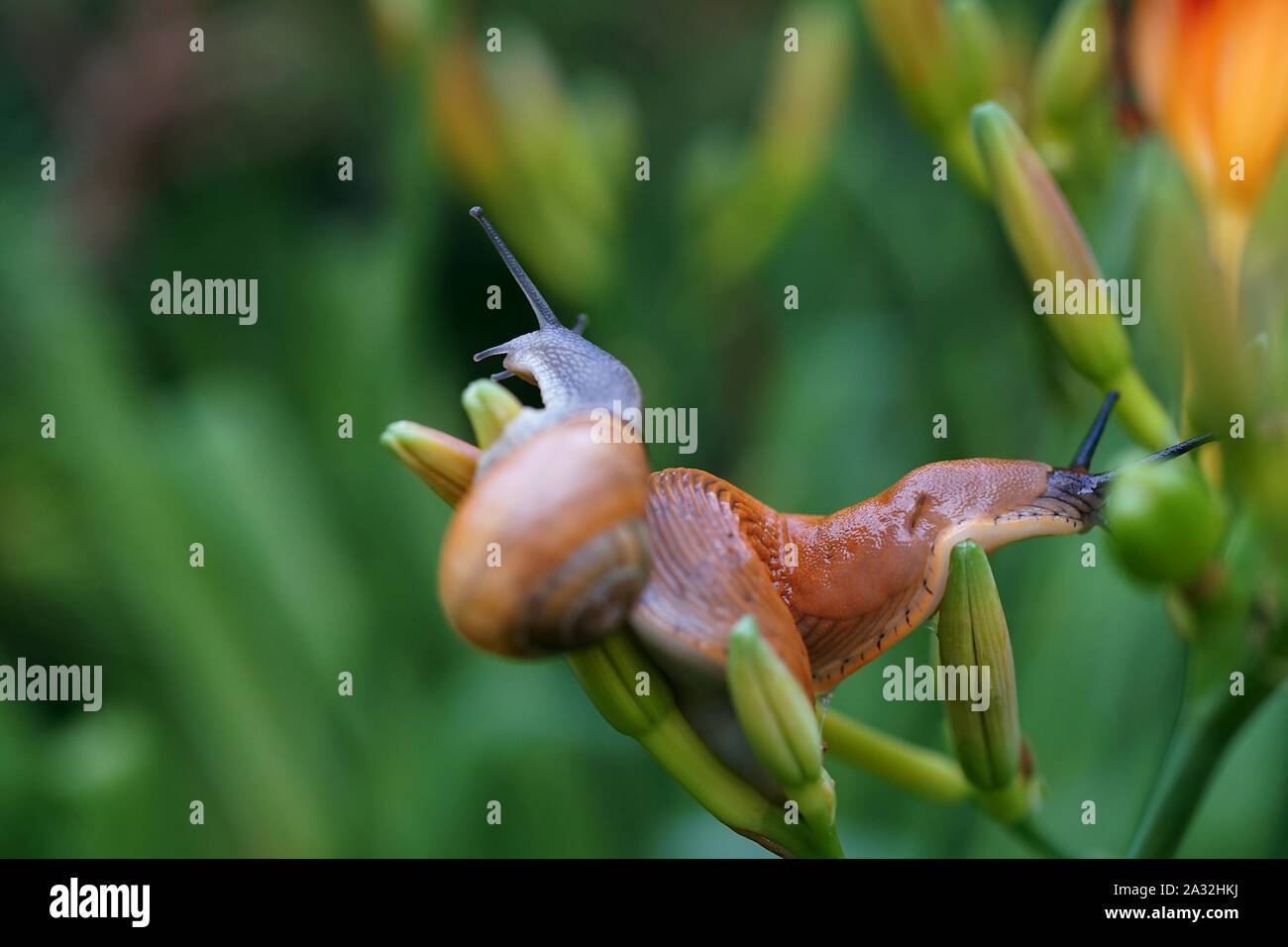 Snails in the rain hi-res stock photography and images - Alamy