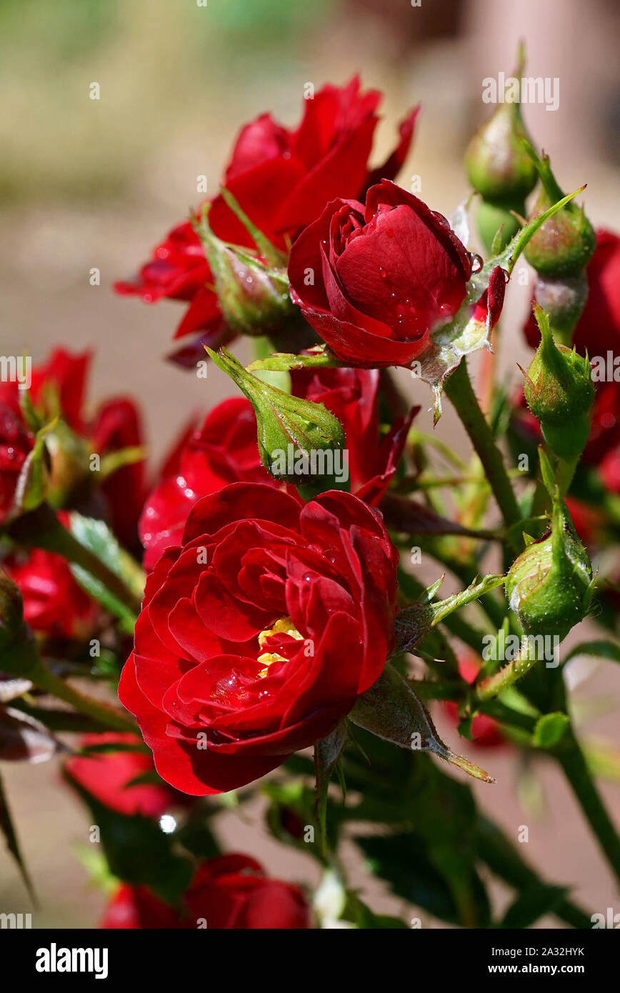 Wet roses hi-res stock photography and images - Alamy