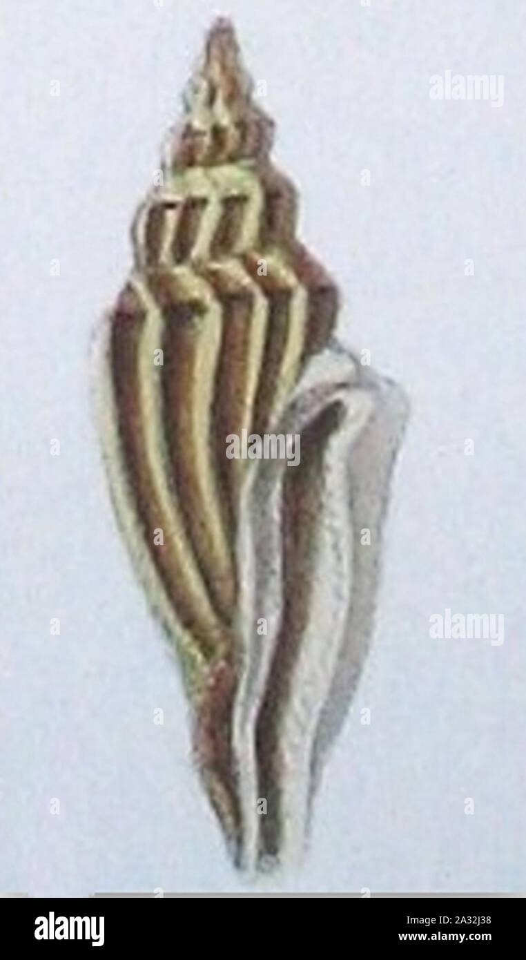 Eucithara funiculata 001 Stock Photo - Alamy