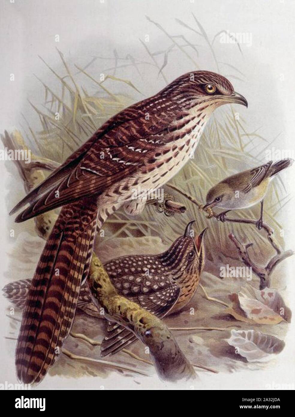 Eudynamistaitensis hi-res stock photography and images - Alamy