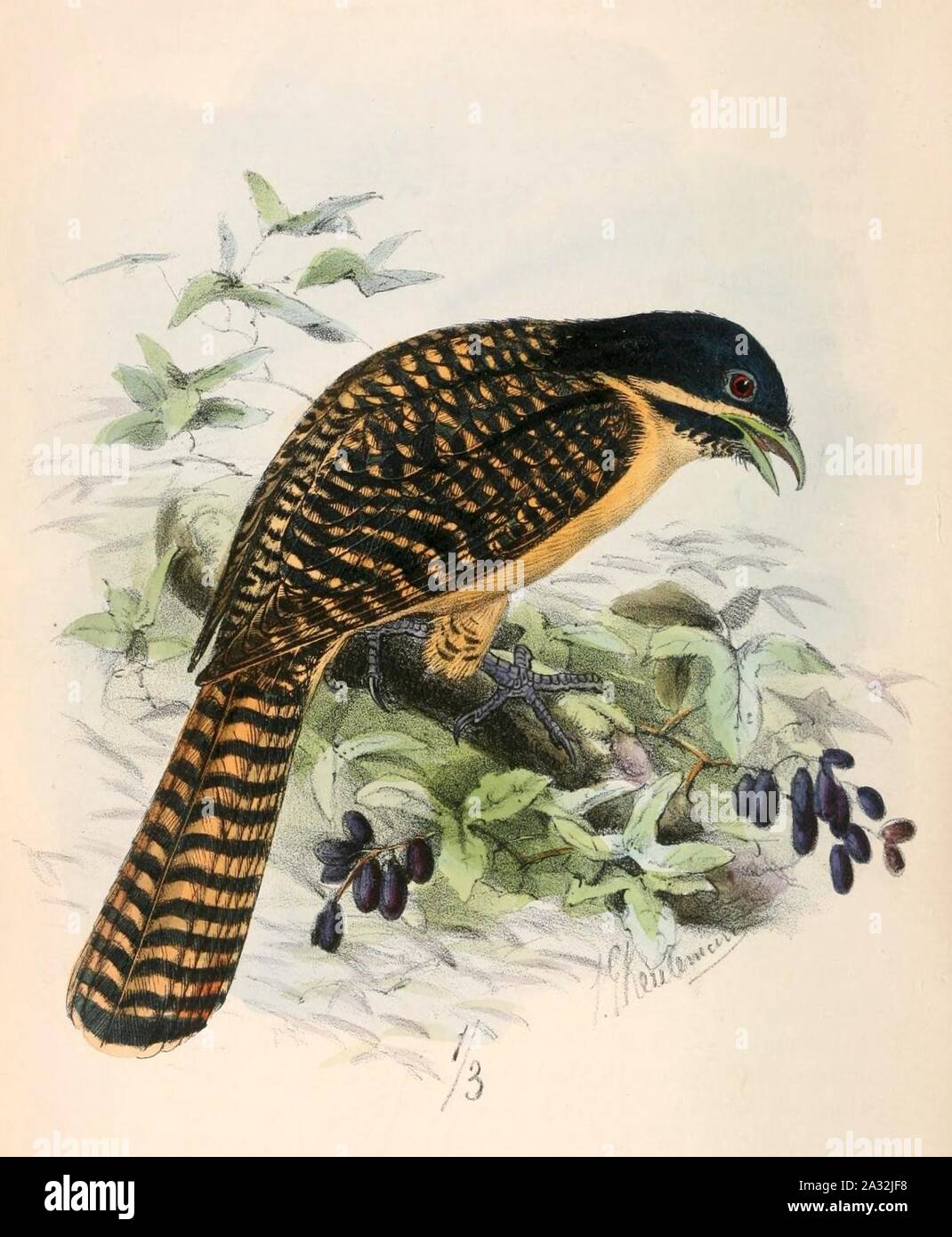 Eudynamys hi-res stock photography and images - Alamy