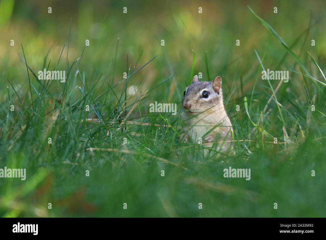 Little chipmunks hi-res stock photography and images - Alamy