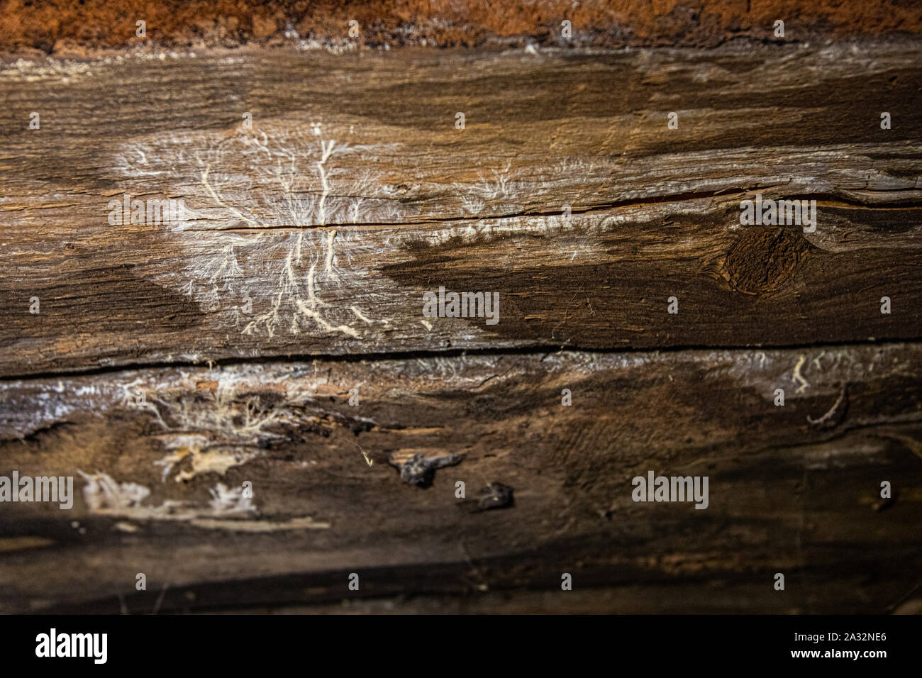Wood decay fungi hi-res stock photography and images - Alamy