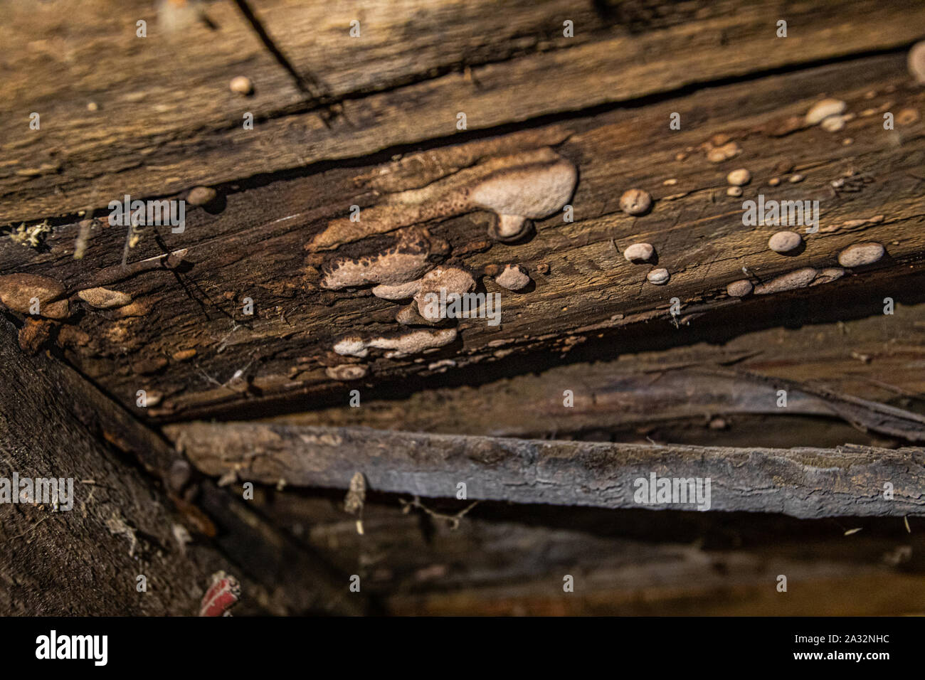 A close up view on a condemned building, details of deep rot breaking ...