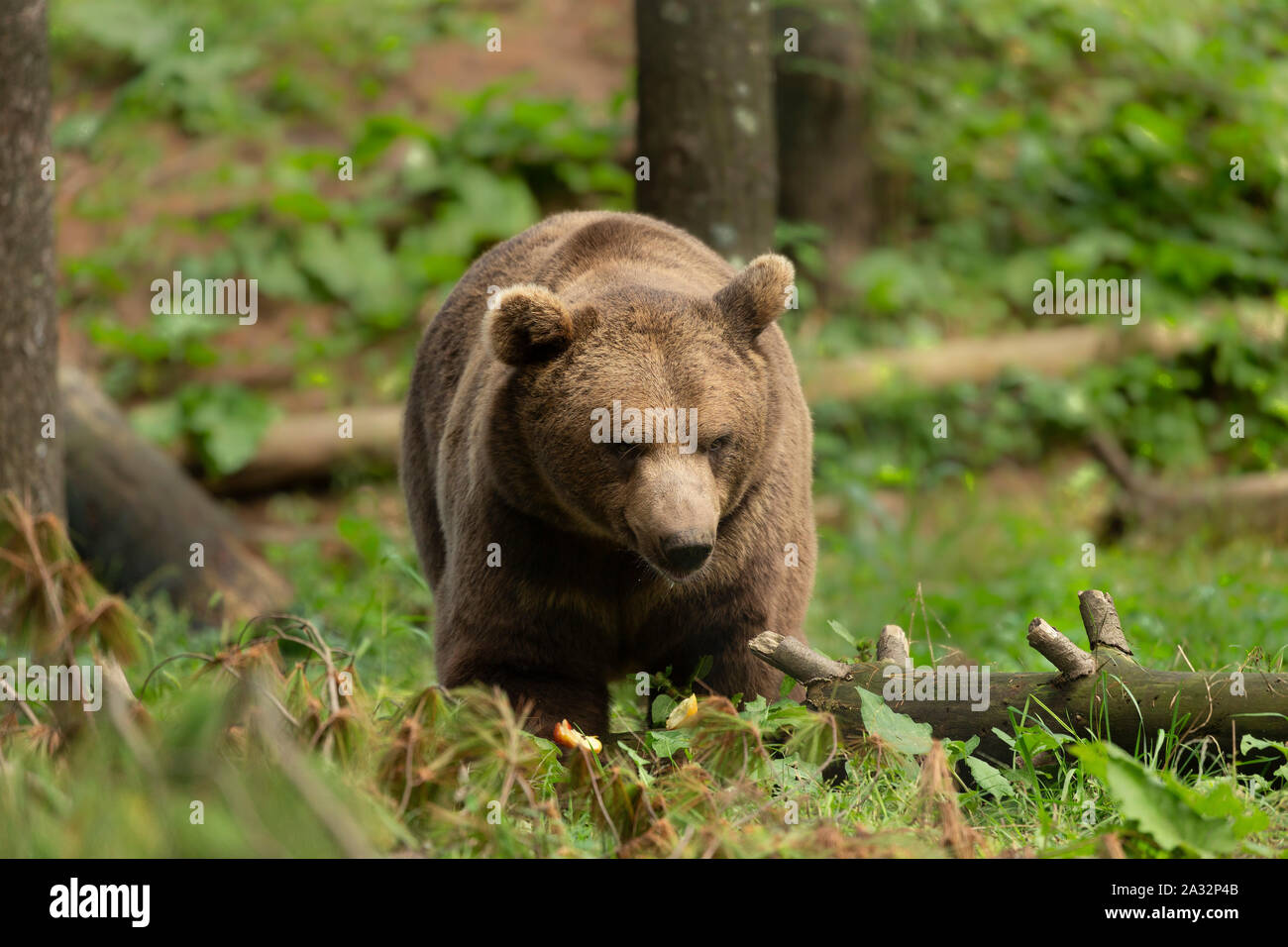The brown bear (Ursus arctos) in its natural environment natural scene ...