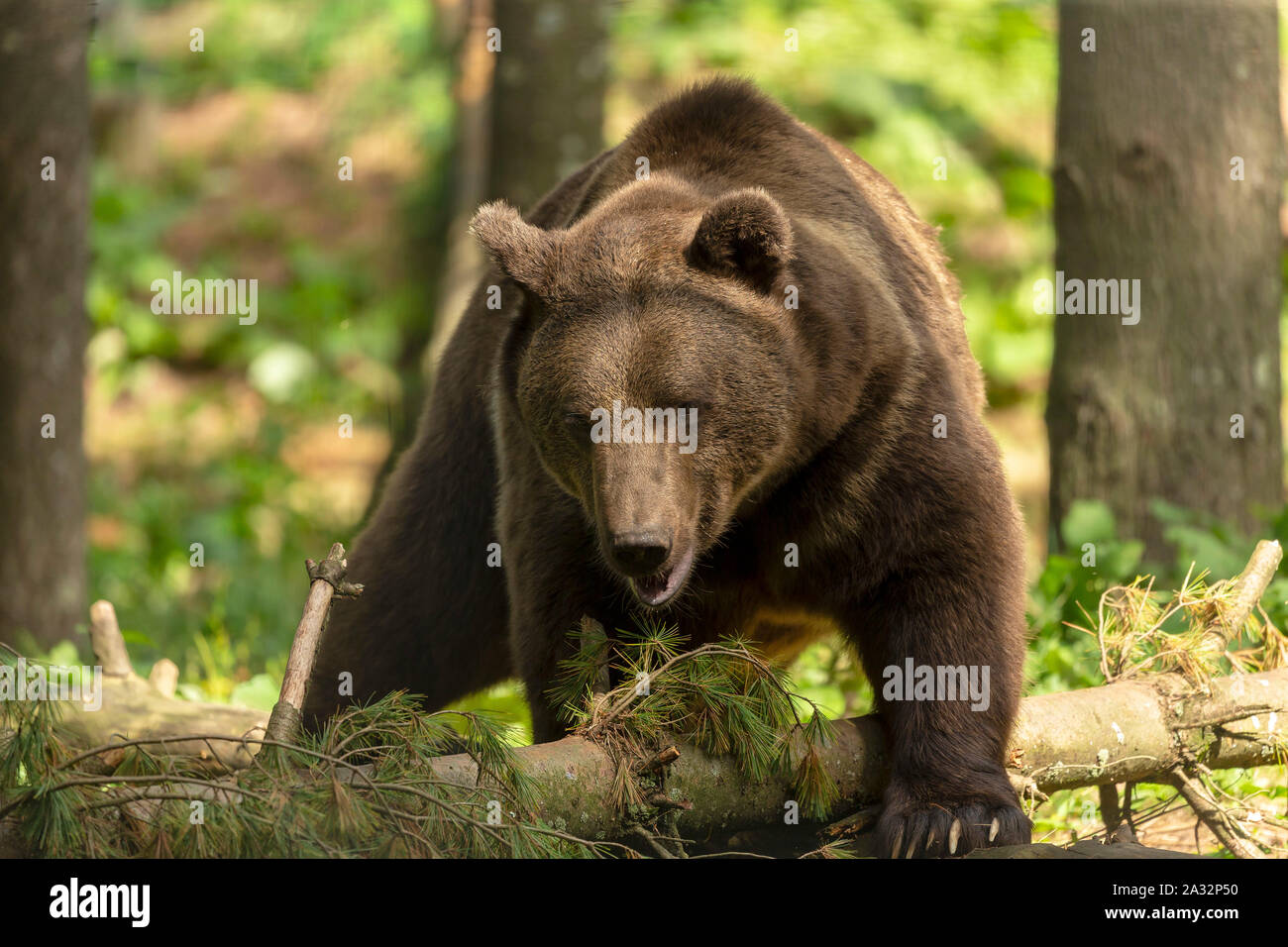 Brown Bear High Resolution Stock Photography and Images - Alamy