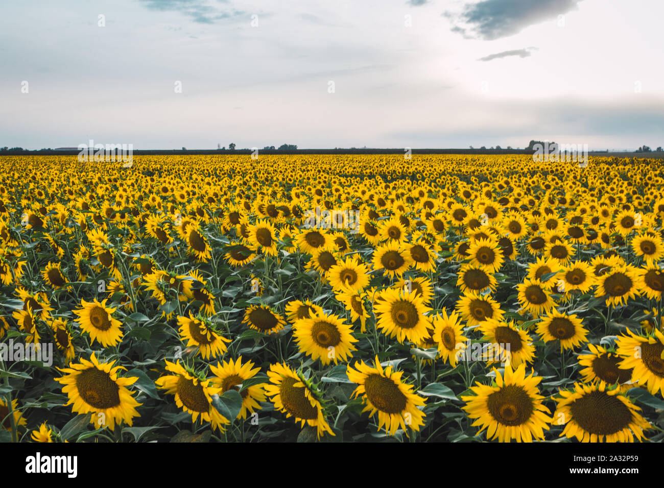 Aerial view of sunflower's field at sunset Stock Photo - Alamy