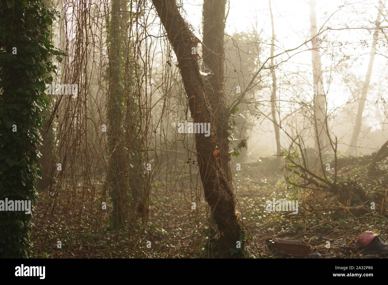 Misty Winter Woodland. Exeter, Devon, UK Stock Photo - Alamy