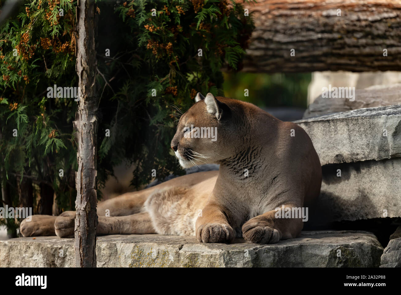 Wild Cougar Puma concolor, native American animal known as puma ...