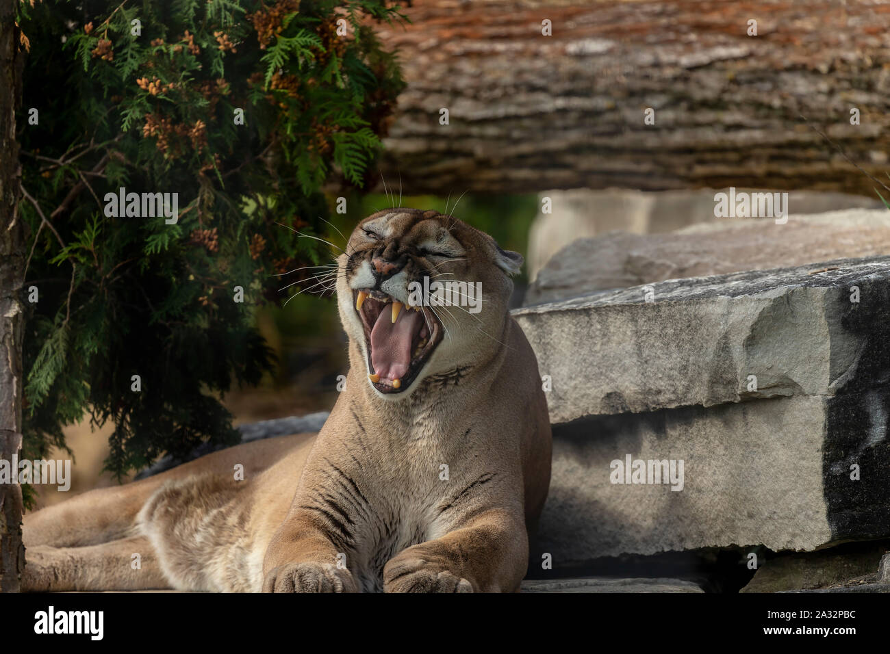 Eyes red rims hi-res stock photography and images - Alamy