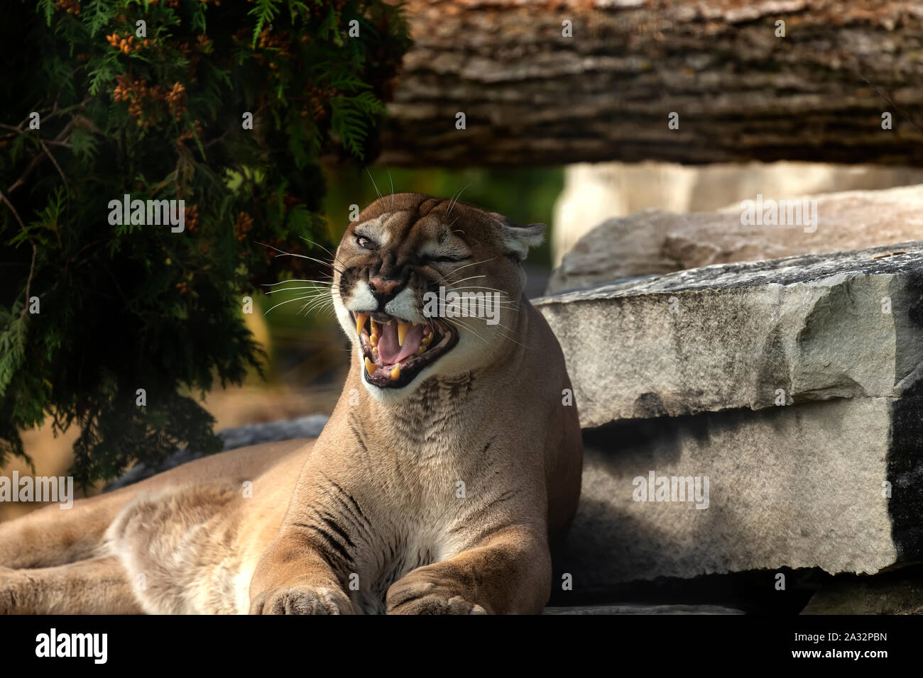 Grand canyon mountain lion hi-res stock photography and images - Alamy