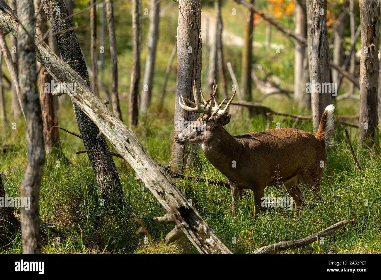 Adult Deer High Resolution Stock Photography and Images - Alamy