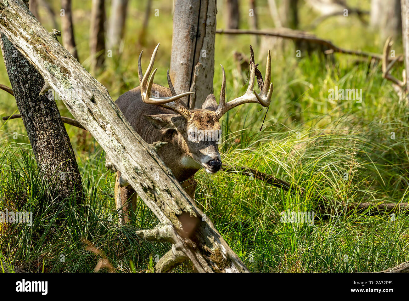 Beginning antlers hi-res stock photography and images - Alamy