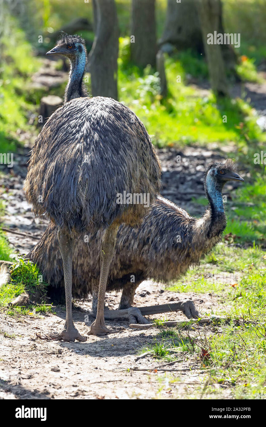 Australian Common Emu (Dromaius novaehollandiae).Native biggest bird of ...