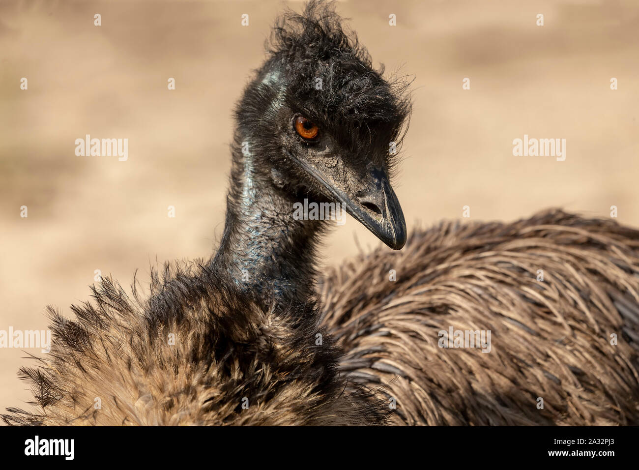 Australian Common Emu (Dromaius novaehollandiae).Native biggest bird of ...