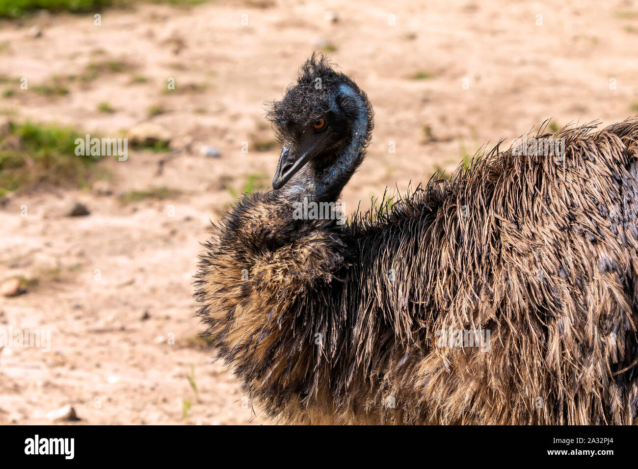 Australian Common Emu (Dromaius novaehollandiae).Native biggest bird of ...