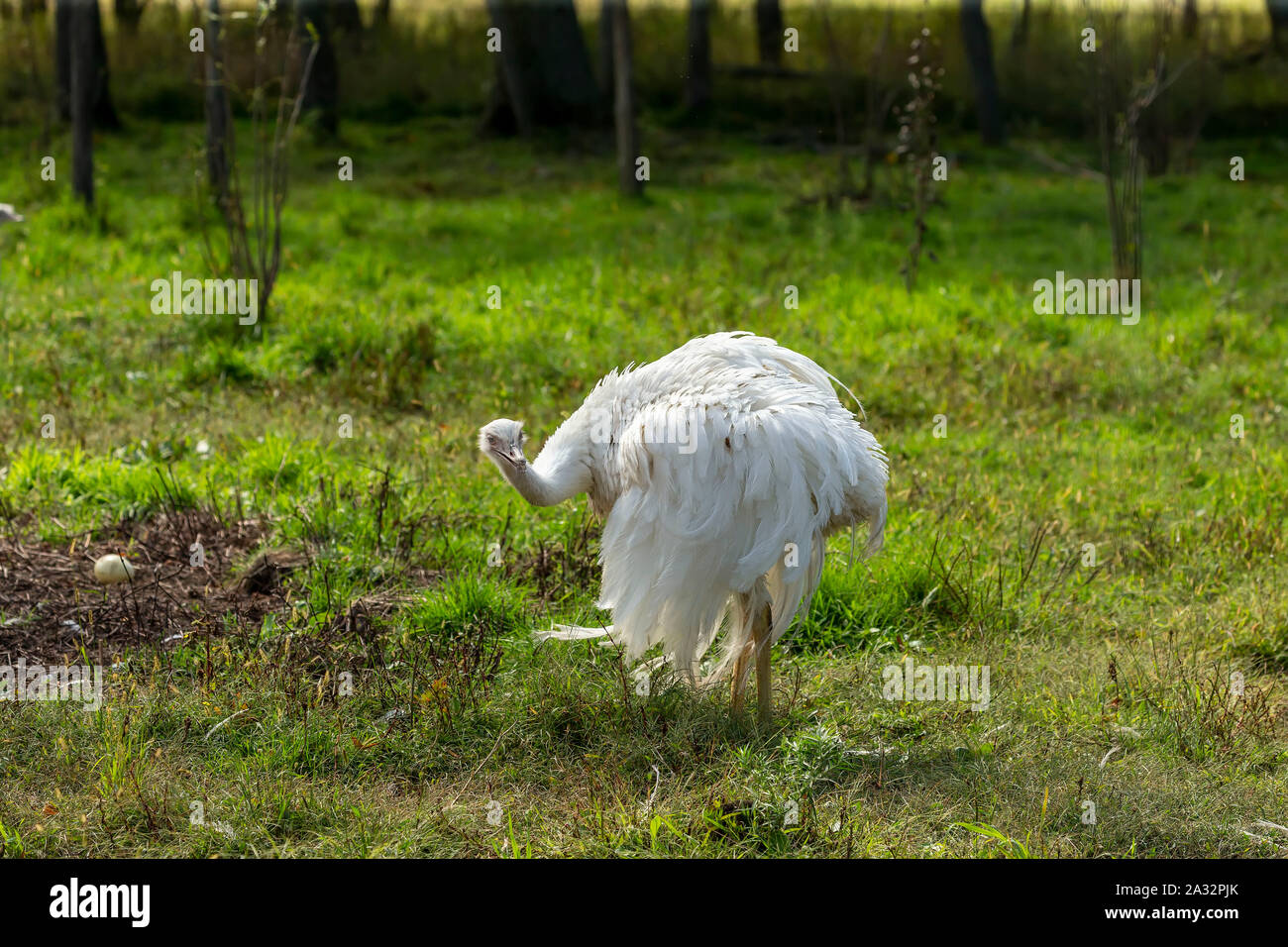 The greater rhea (Rhea americana) one of two extant species, native ...