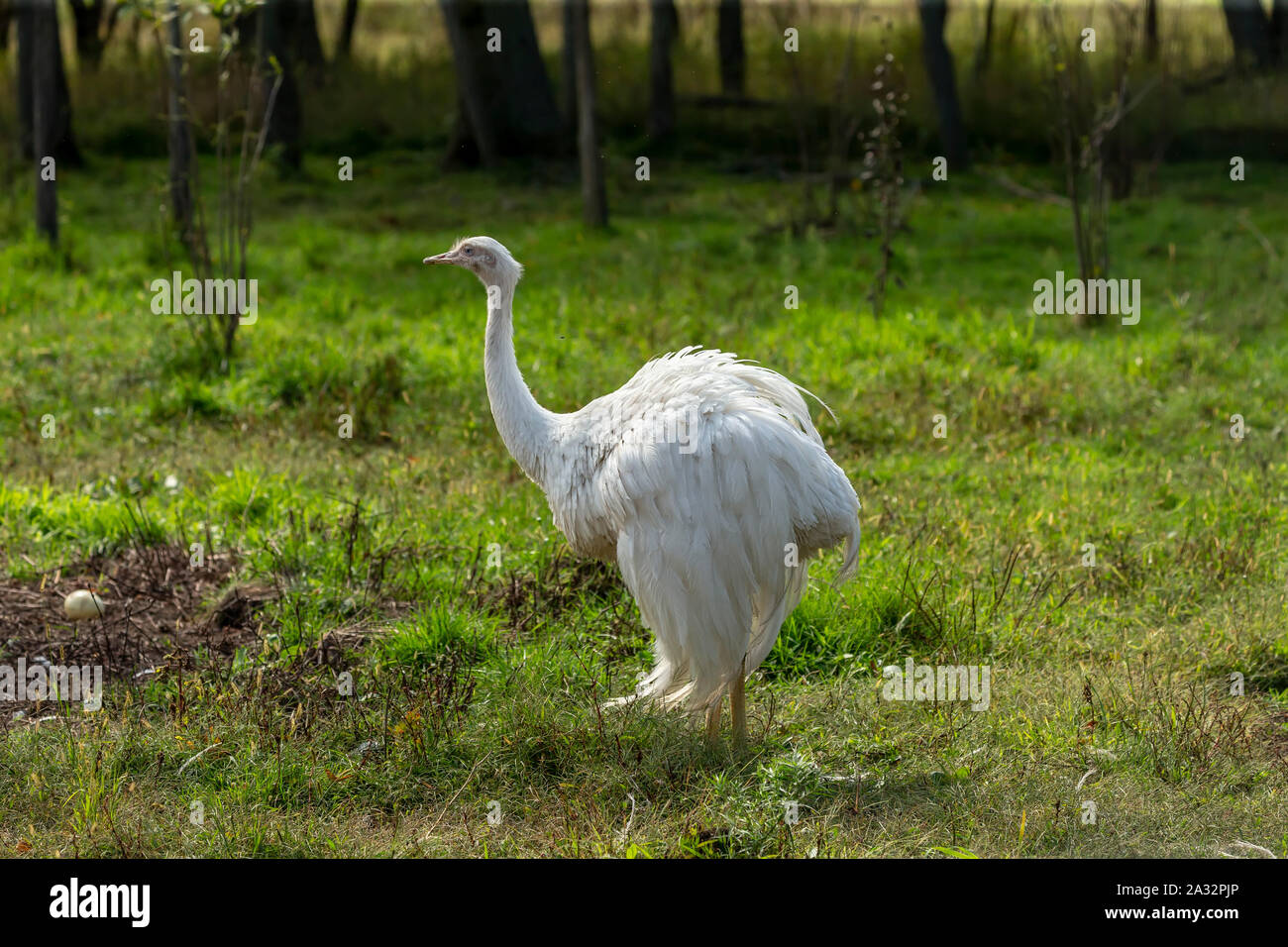 The greater rhea (Rhea americana) one of two extant species, native ...