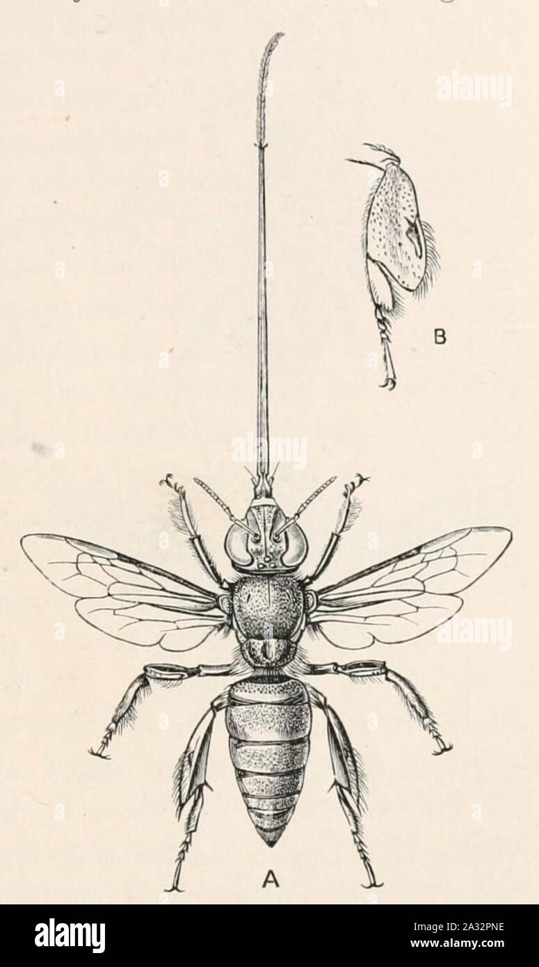Euglossa cordata (by David Sharp, 1901 Stock Photo - Alamy