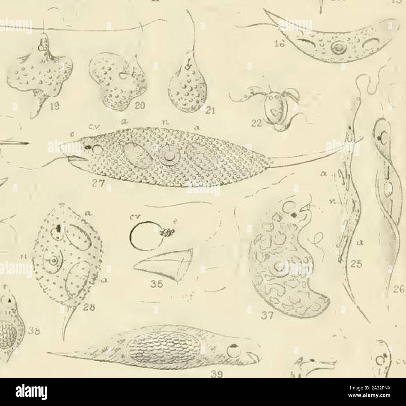 Euglenoids
