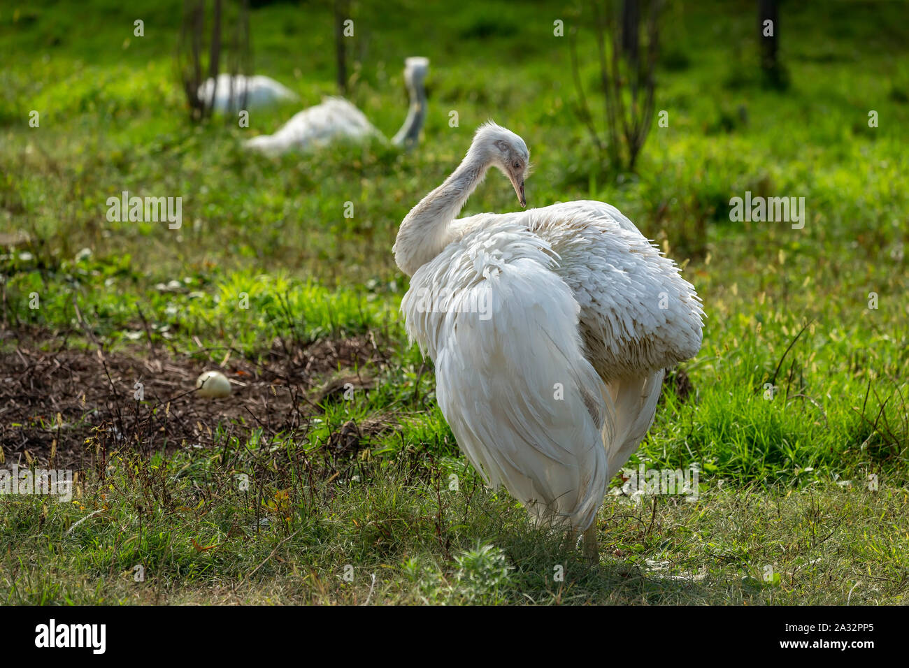 The greater rhea (Rhea americana) one of two extant species, native ...