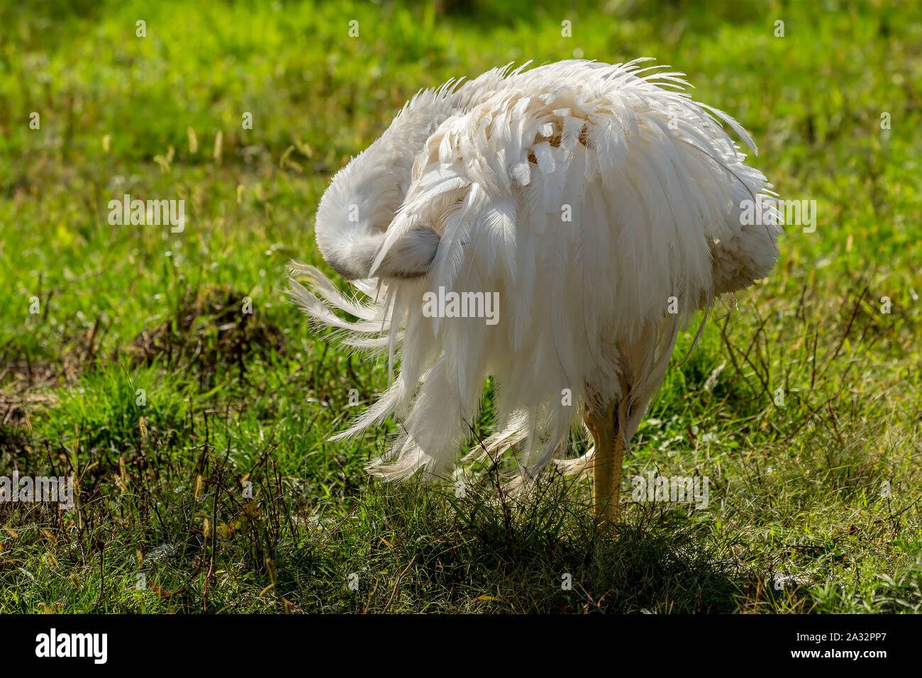 The greater rhea (Rhea americana) one of two extant species, native ...