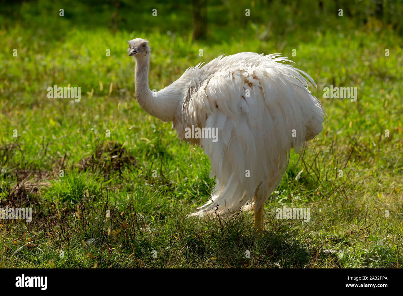 The greater rhea (Rhea americana) one of two extant species, native ...